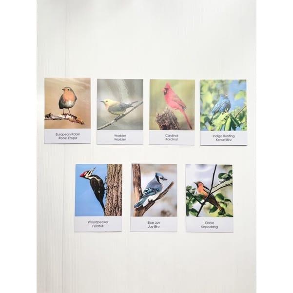 Jual Safari Ltd Toobs Backyard Birds - Kab. Tangerang - GAMEMONTESSORI ...