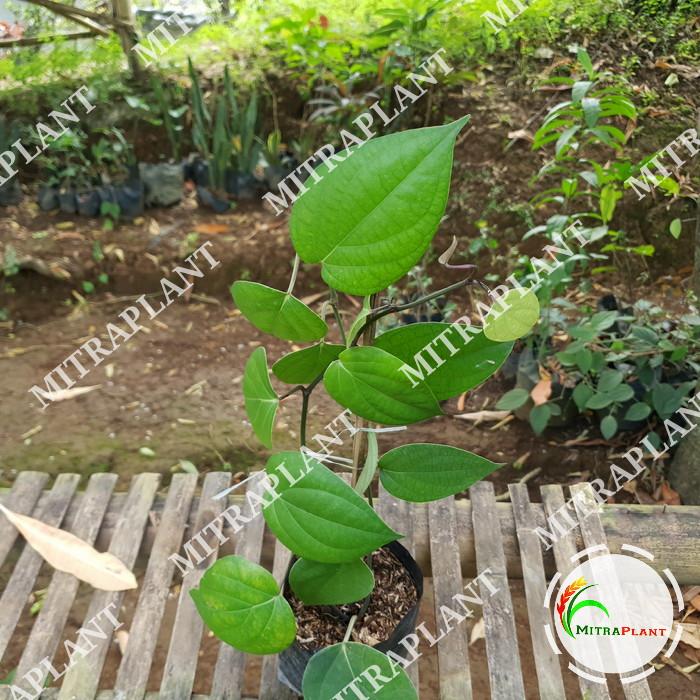 Jual Bibit Pohon Lada Rambat Tanaman Merica Tanaman Sahang Rambat ...