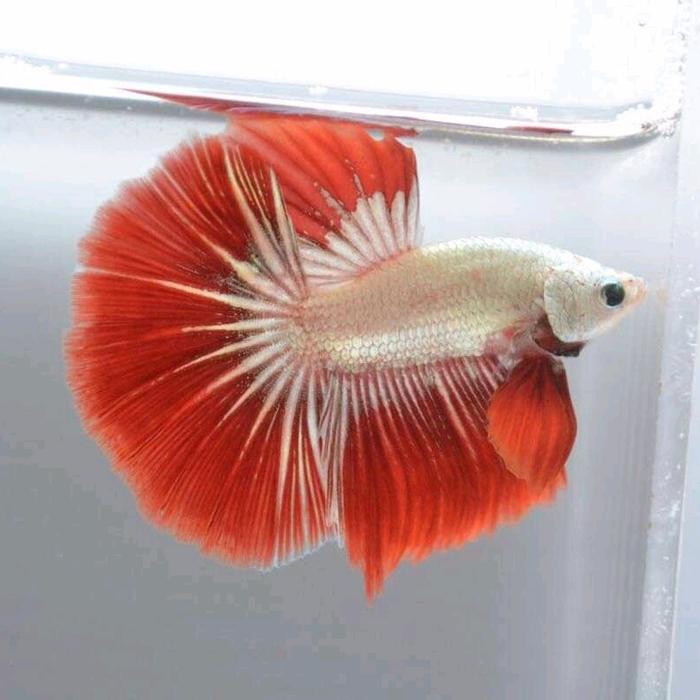 Jual ikan cupang halfmoon red dragon snow jantan ikan top grade - Kab ...