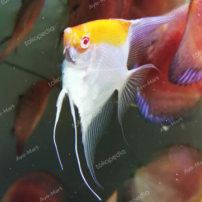 Jual Ikan hias Angelfish Manfish Red Cap Albino RCA Koi TOP GRADE ...