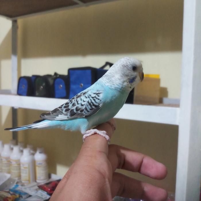 Jual Parkit Jinak Total - Kota Bekasi - Laskar Parrot | Tokopedia