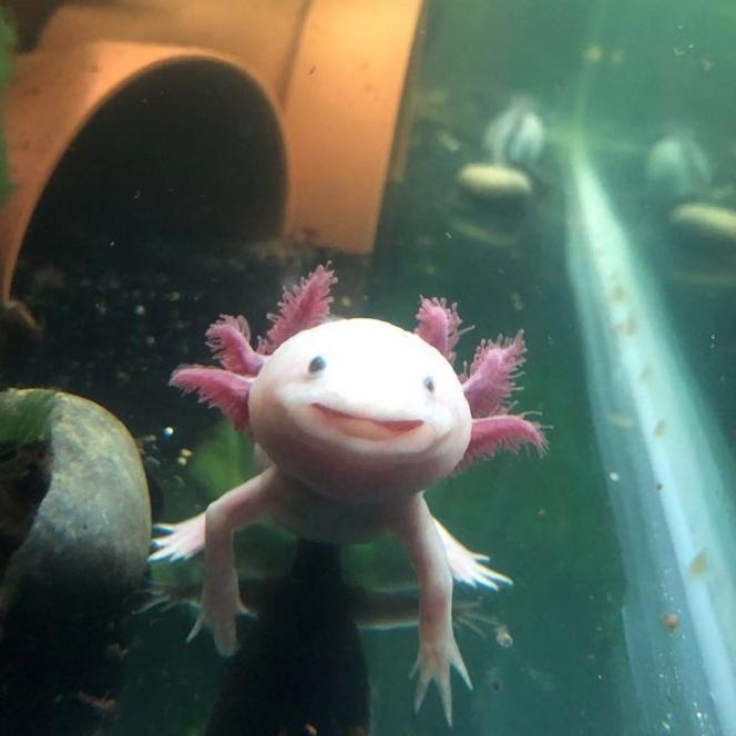 Jual IKAN HIAS AXOLOTL LEUQISTIC SALAMANDER - Jakarta Barat - Mars ...