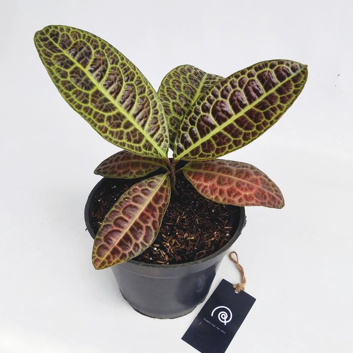 Jual Labisia Turtle Back - Tanaman hias Paludarium / Terrarium / taman ...