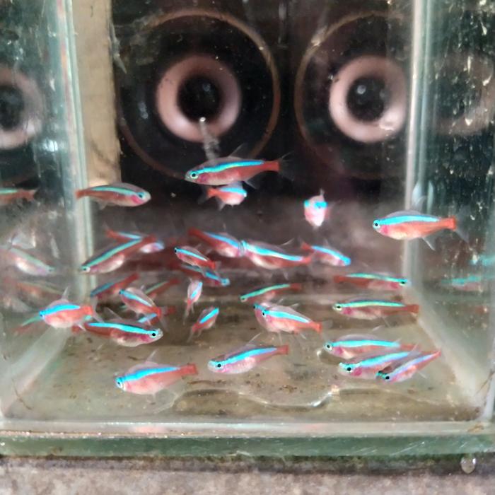 Jual IKAN HIAS CARDINAL TETRA SIZE SM - Kota Depok - nandaquatic ...