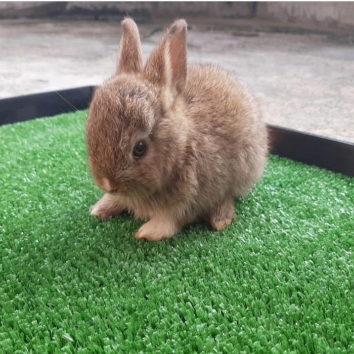 Promo Kelinci Hias Netherland Dwarf Chesnut - Jakarta Timur - Raffhome ...