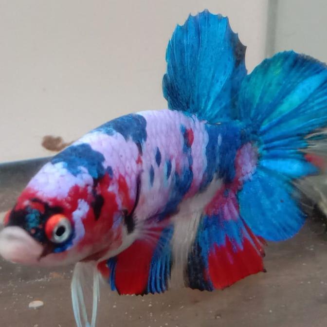 Jual ikan cupang jayen multi color - Kab. Bogor - R AK BETTA FISH ...
