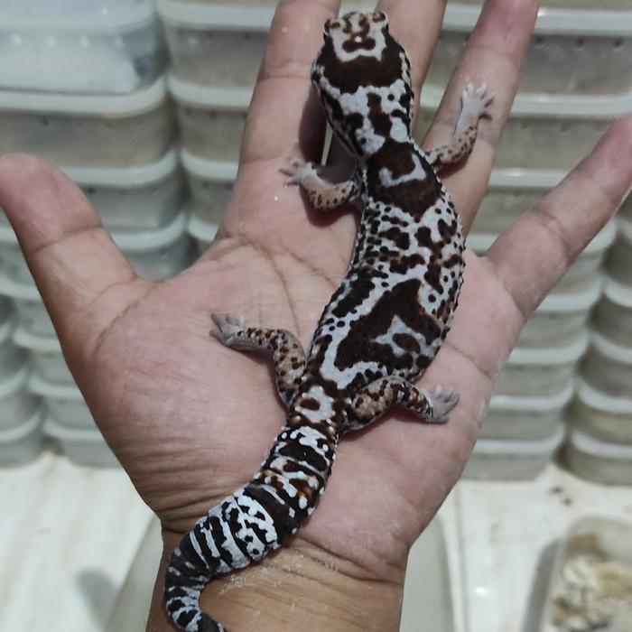 Jual AFT / African Fat Tailed WO het Oreo 66% - Jakarta Selatan - Gecko ...