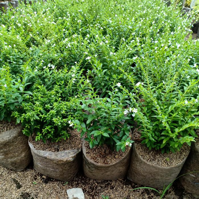 Jual Tanaman Hias Taiwan Beauty Bunga Putih - Jakarta Barat - little ...
