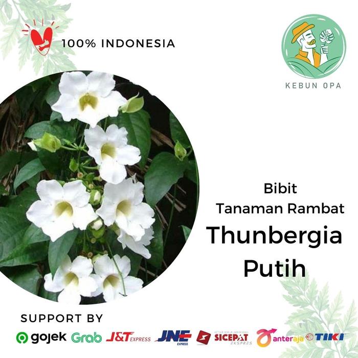 Jual Tanaman Bunga Rambat Outdoor Thunbergia Grandiflora Putih - Kota ...