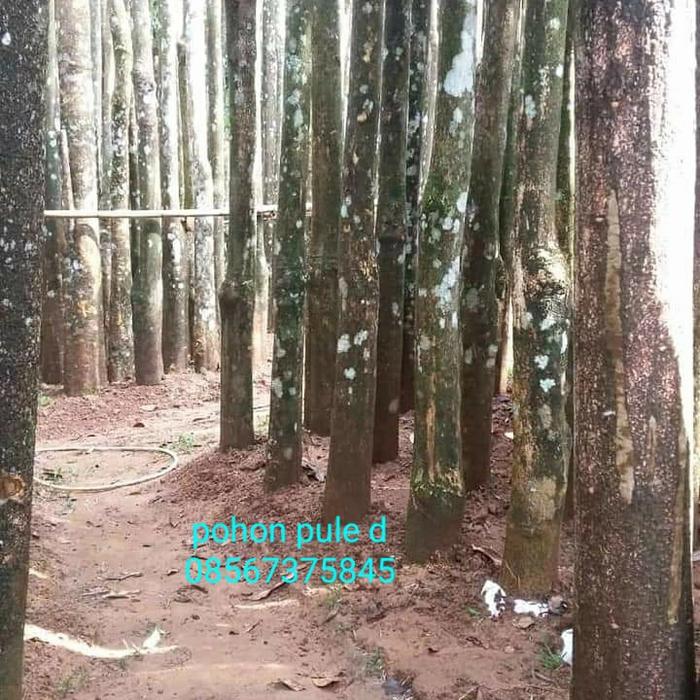 Jual pohon pule batang tunggal tinggi - Kab. Bogor - nursery pohon ...
