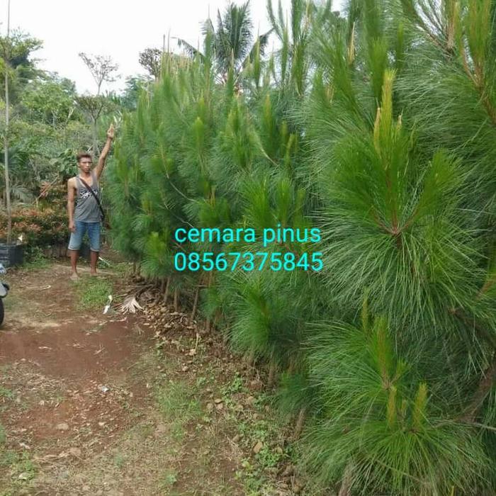 Jual pohon cemara pinus - Kab. Bogor - nursery pohon | Tokopedia