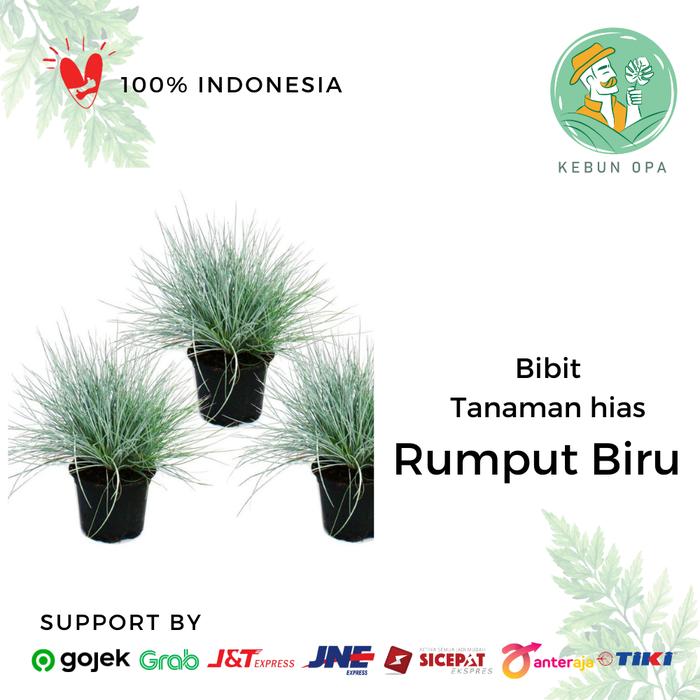 Jual Tanaman Hias Rumput Biru Festuca Glauca Tanaman Hidup Bukan Biji ...
