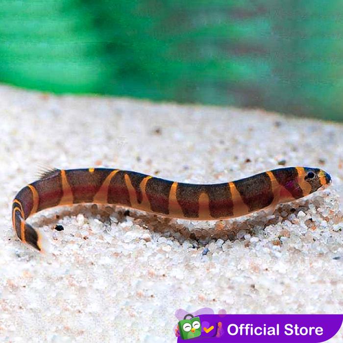 Jual Kuhli Loach Algae Eater / Ikan Hias Aquascape - Kota Tangerang ...