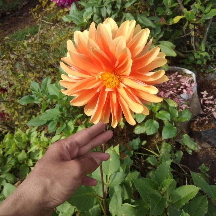 Jual bunga dahlia orange oren tanaman hias hidup - Kab. Bandung Barat ...