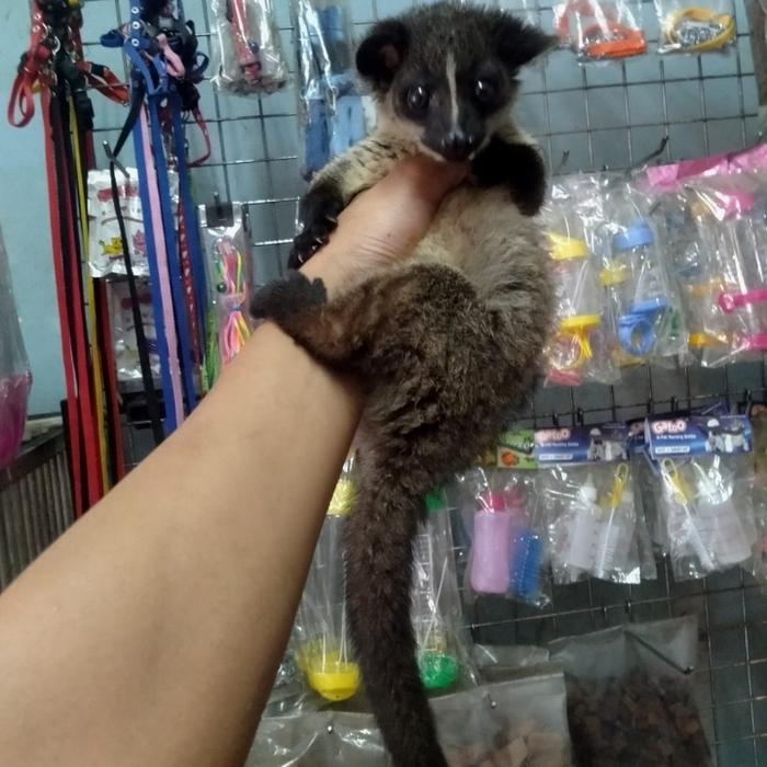 Musang Pandan Jinak