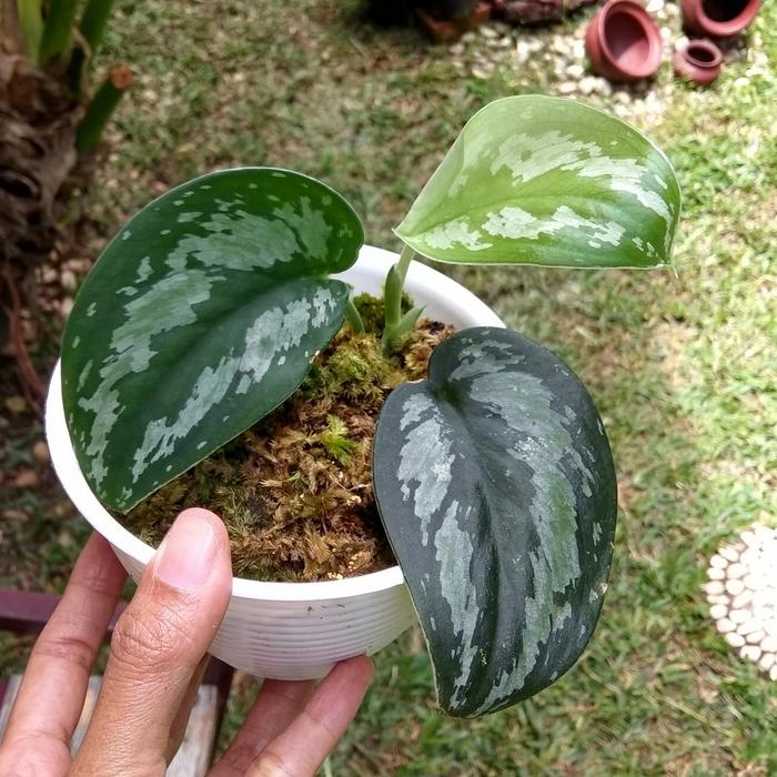 Jual scindapsus tricolor three colour - Jakarta Timur - ER Garden ...