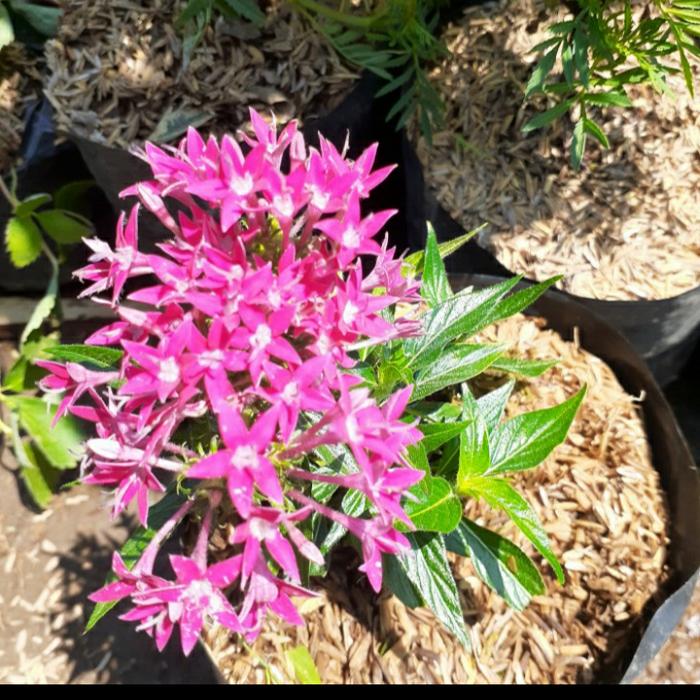 Jual Tanaman Hias Bunga Pentas Rajin Berbunga Tanaman Hidup Bunga