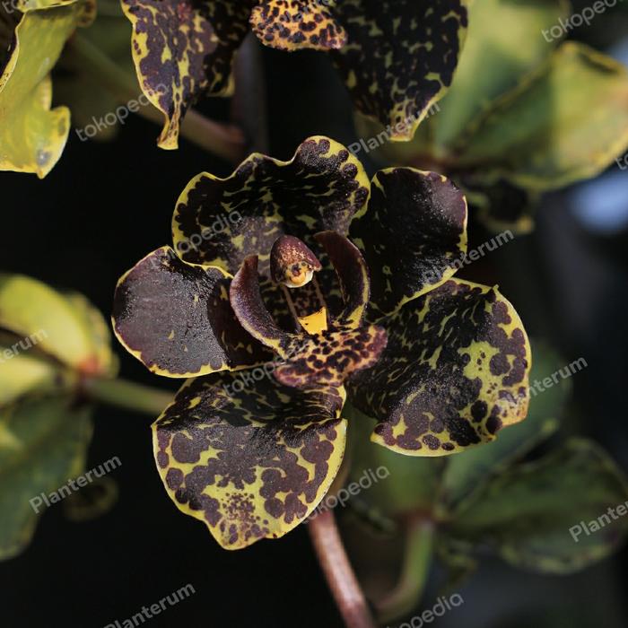 Jual Grammatophyllum jumbo grand - anggrek macan hitam ukuran sedang ...