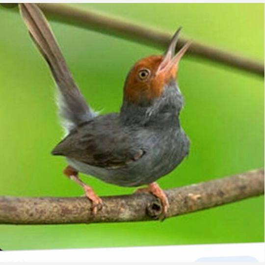 Burung Prenjak Kepala Merah