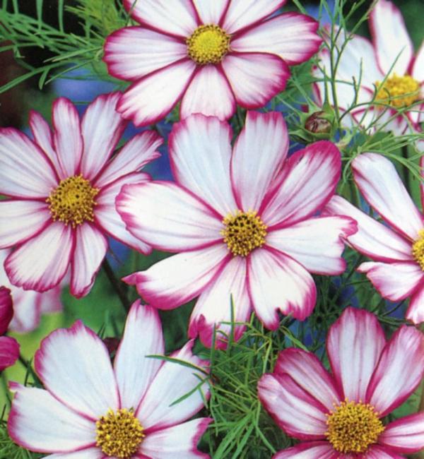 Jual 1 Biji Benih Bunga Cosmos Candystripe Mudah Tumbuh - Jakarta ...