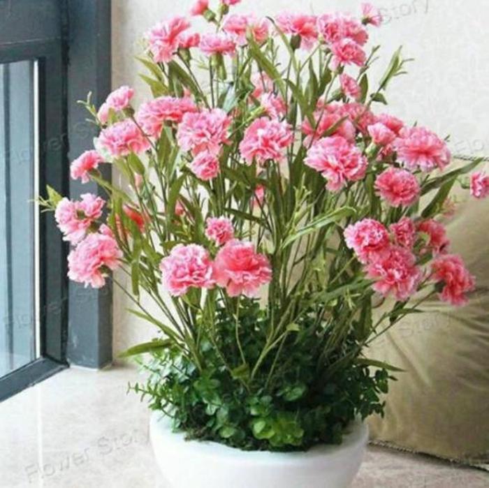 Jual 1 Biji Benih Bunga Pink Carnation Beautiful Pink Cute Carnation ...
