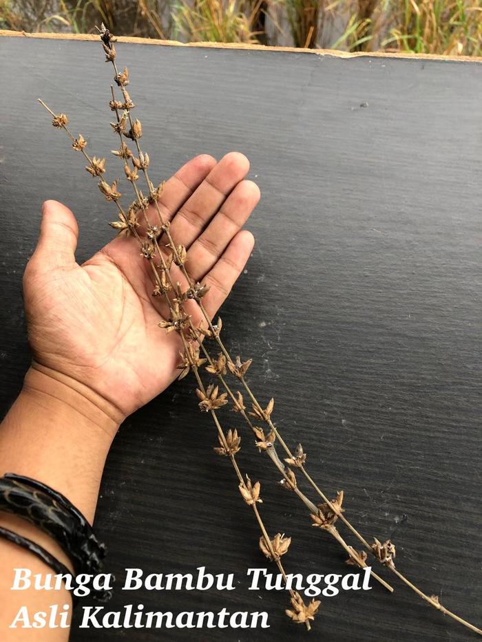 Jual Bunga Bambu Langka asli Kalimantan 3 Tangkai - Kab. Banjar ...