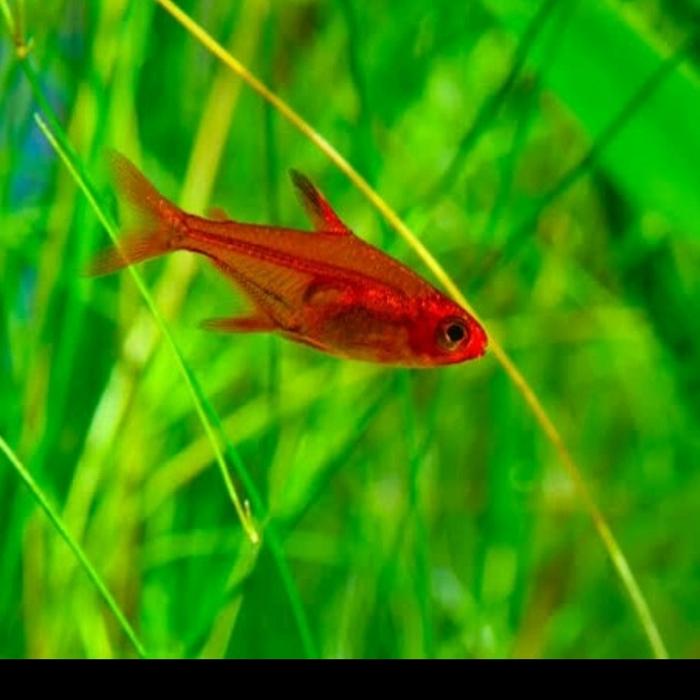 Jual ikan amandae tetra aquascape / ikan ember tetra - Kota Depok ...