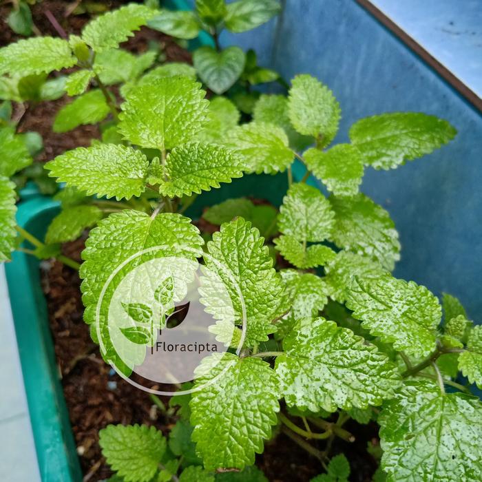 Promo Pohon lemon balm satu pot - Bibit tanaman lemon balm - Daun herba ...