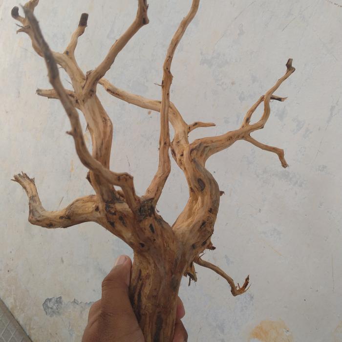 Jual akar rasamala aquascape ukuran xL - Kab. Bogor - Ahmadaquatic ...