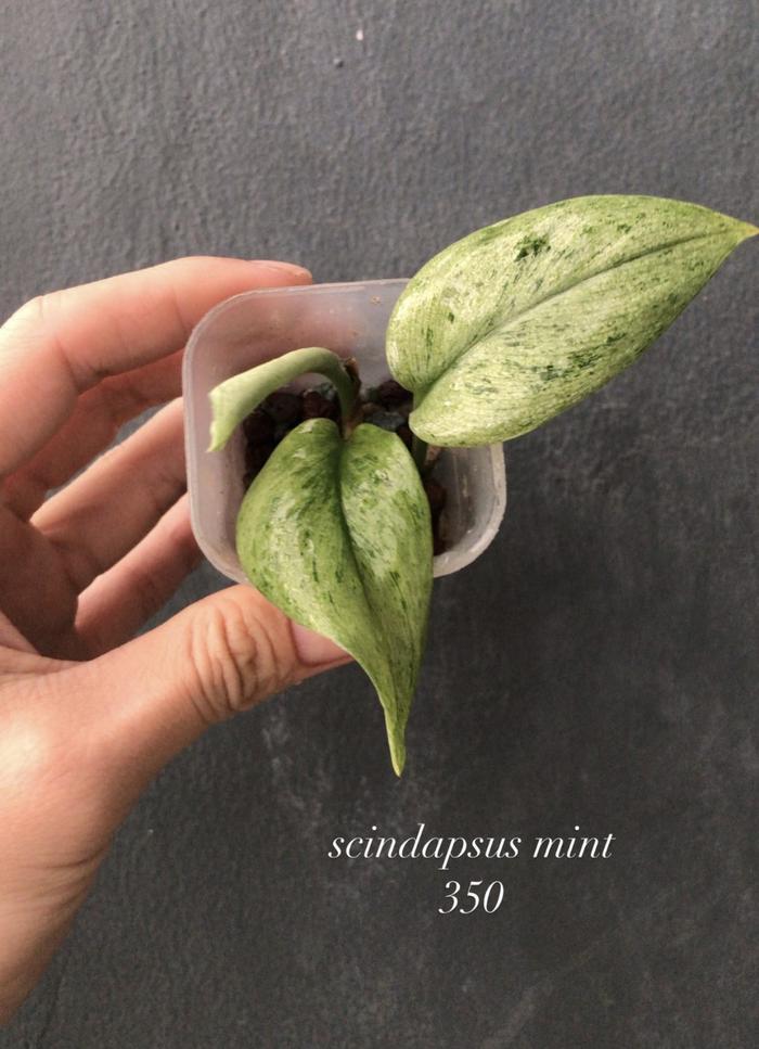 Jual scindapsus mint variegata - Kota Tangerang Selatan - RGBDIURNAL ...
