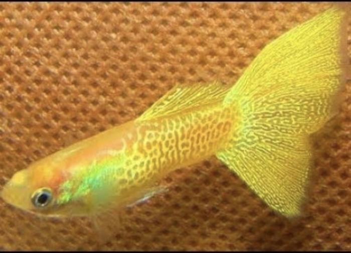 Jual Guppy yellow cobra blonde TRIO 1 jantan 2 betina - Kota Depok - AJJUL | Tokopedia