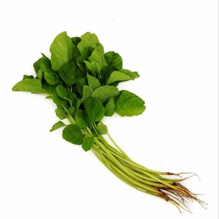 Jual BAYAM AKAR SEGAR 1 IKAT - Kota Denpasar - Chimp Chimp Bob | Tokopedia