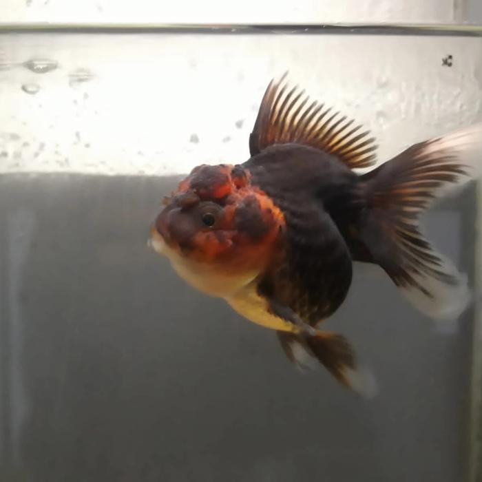 Jual oranda black gold lava panda - Kota Depok - Tanisha Zea | Tokopedia