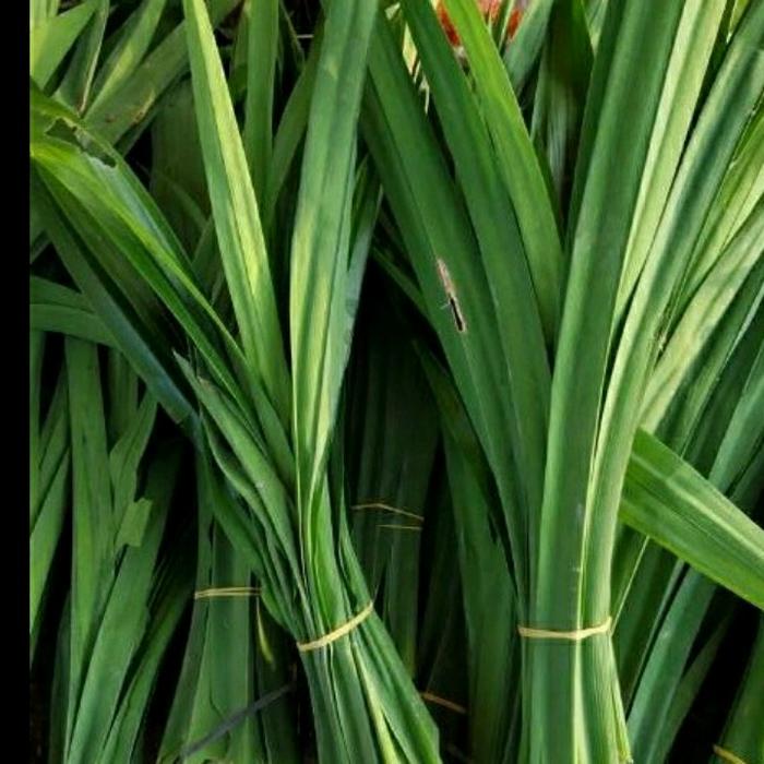 Jual Daun pandan 1 ikat - Kota Bandung - Kios Ikan Segar Bandung ...