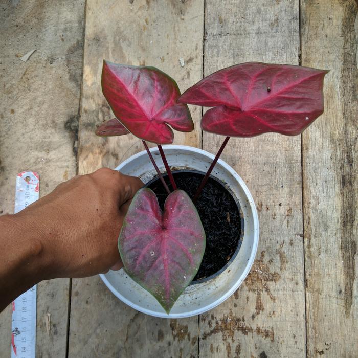 Jual bibit keladi hias red devil super red caladium red devil - Kab ...