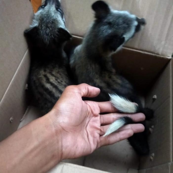 Musang Pandan Jinak
