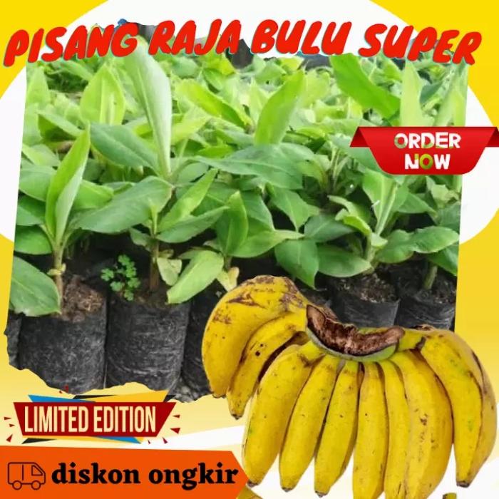 Jual Bibit buah Pisang Raja Bulu - Kultur jaringan - Kota Tangerang ...
