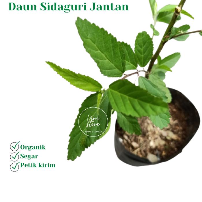 Jual DAUN SIDAGURI JANTAN SEGAR HERBAL KANKER SERVIK SADAGORI - Kota ...