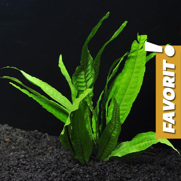 Jual Tumbuhan Air Kadaka Java Fern Cocok di Aquascape 10 Daun Sangat ...