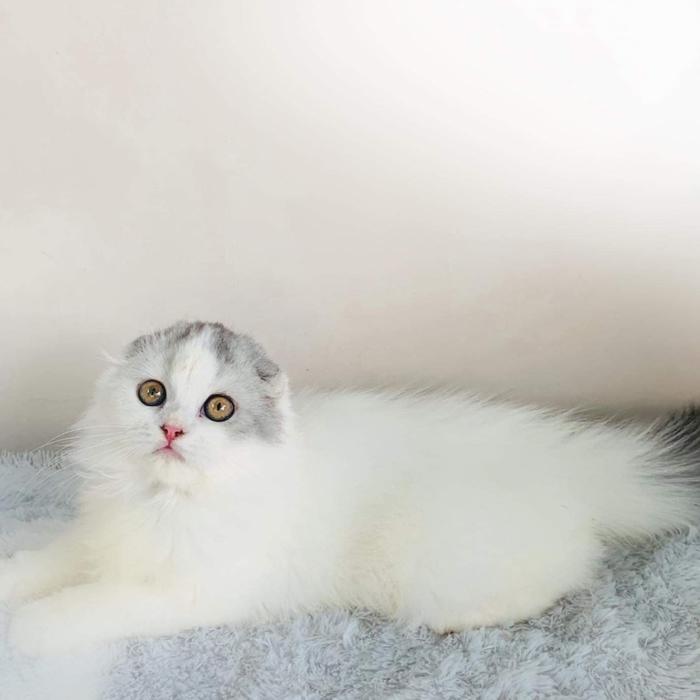 Jual KUCING SCOTTISH FOLD BSH MUNCHKIN BRITISH SHORT HAIR - Jakarta ...