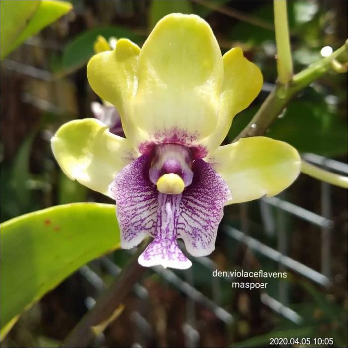 Jual Anggrek Dendrobium Violaceoflavens Besi Remaja - Kota Malang ...