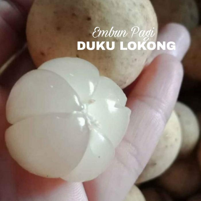 Jual Bibit Duku Lokong Import Thailand Tinggi 1 Meter Up Dari Okulasi Di Seller Rumix ...