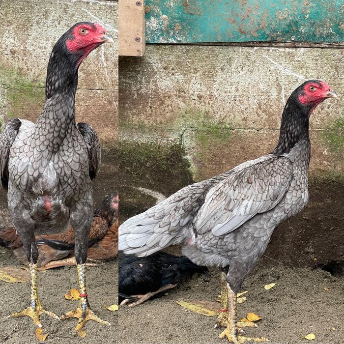 Blue Shamo Rooster Big Blue Shamo Rooster By SHAMO UK, 50% OFF