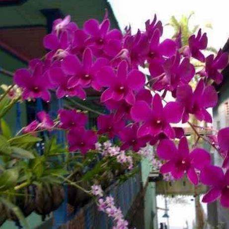 Jual Anggrek Dendrobium Bantimurung rawatan / rumahan - Kab. Cilacap ...