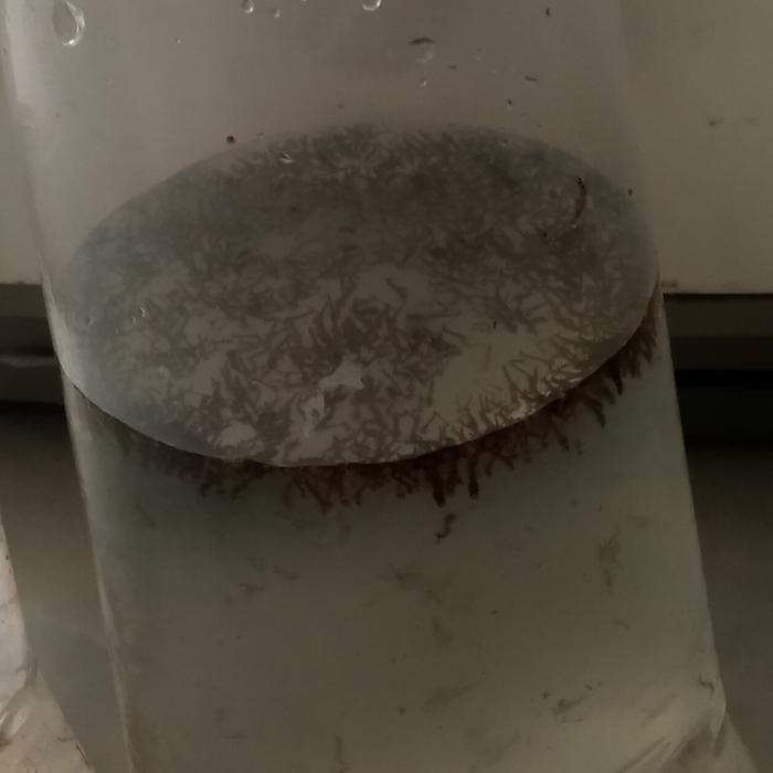 Jual jentik nyamuk / encu / jentik nyamuk pakan ikan / pakan ikan ...