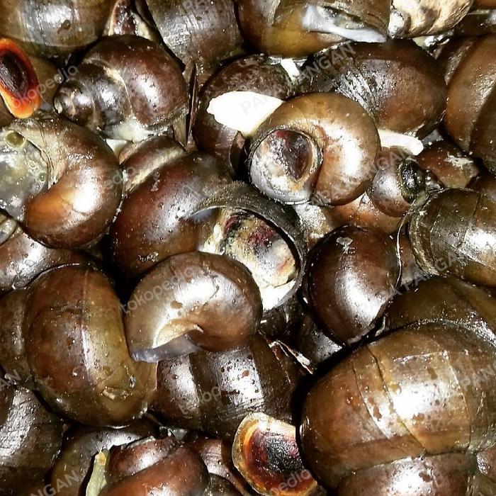 Jual tutut sawah keong kakul - Kota Bogor - PAPA PANGAN | Tokopedia