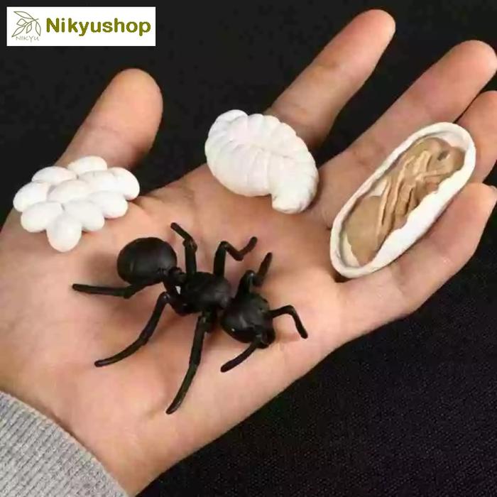 Jual Mainan Edukasi Siklus Hidup Hewan Life Cycle Ant Metamorfosis ...