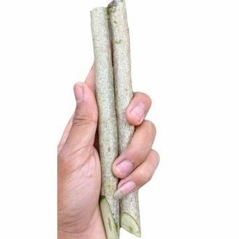 Jual bibit stek pohon Gamal untuk turus tanaman merambat seperti vanili ...