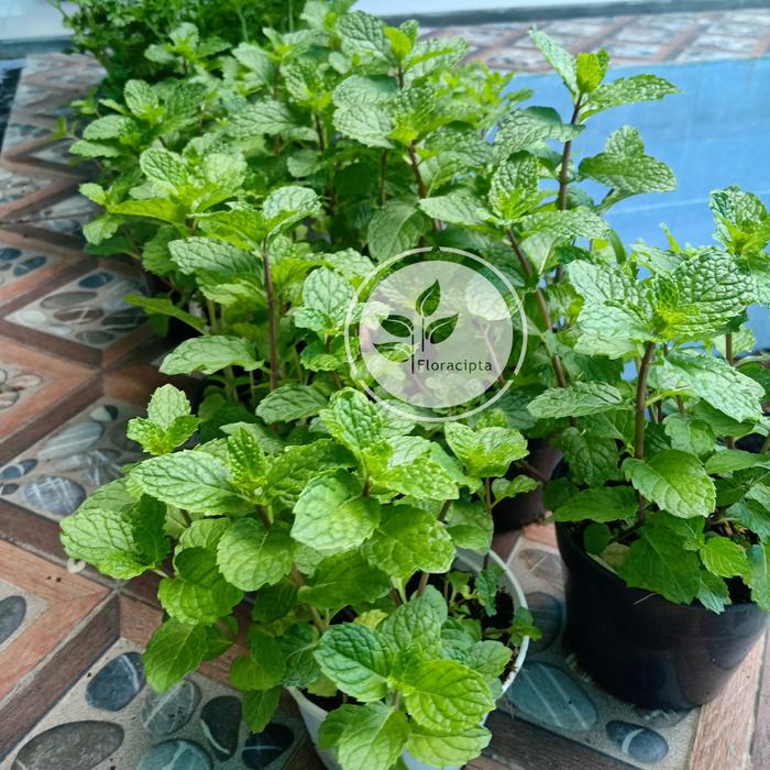 Jual Pohon mint menthol - Bibit tanaman mint satu pot - Daun mint herba ...