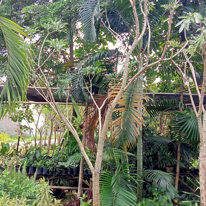 Jual pohon tabebuya bunga kuning ukuran batang besar dan tinggi 4-5 ...